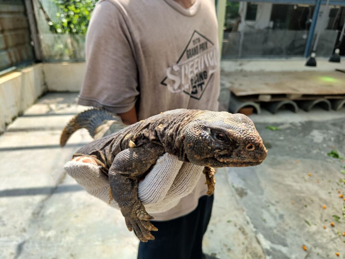 Fakta-fakta mengejutkan tentang dhab - Kosmo Digital