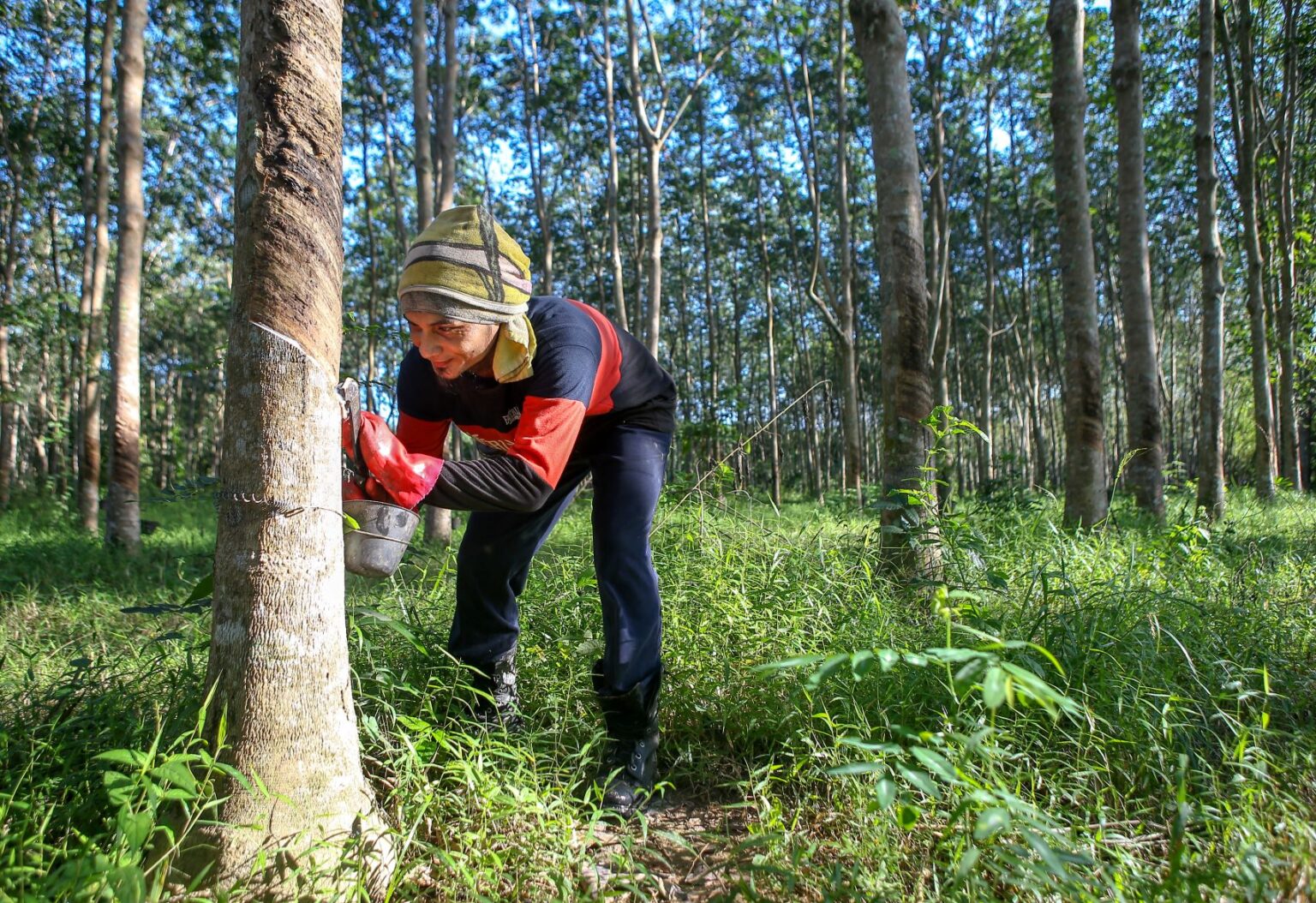 Dewan Rakyat: Malaysia hasilkan klon pokok getah tahan serangan ...