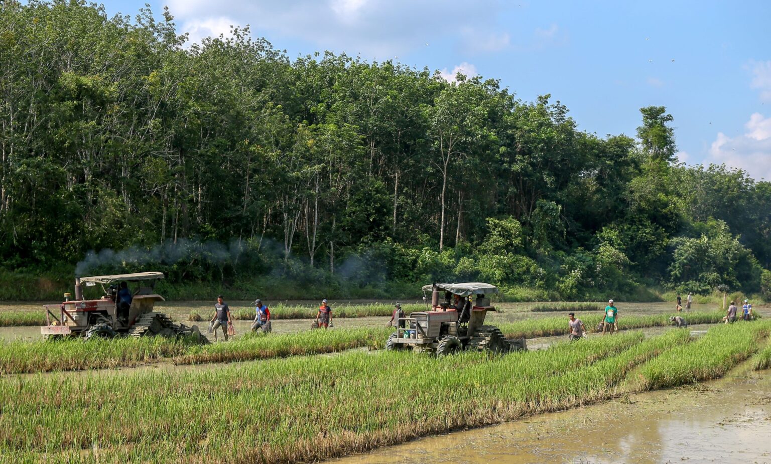 Petani mengeluh, belian padi RM1,300 per tan tak cukup - Kosmo Digital
