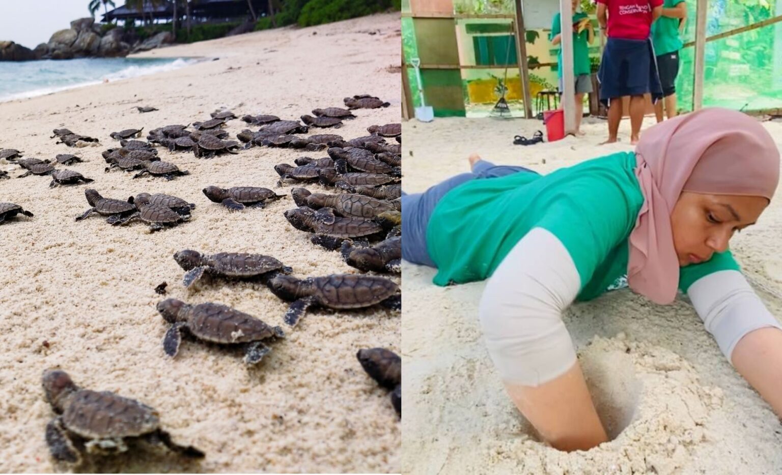 Pulau-pulau di Mersing tempat penyu bertelur - Kosmo Digital