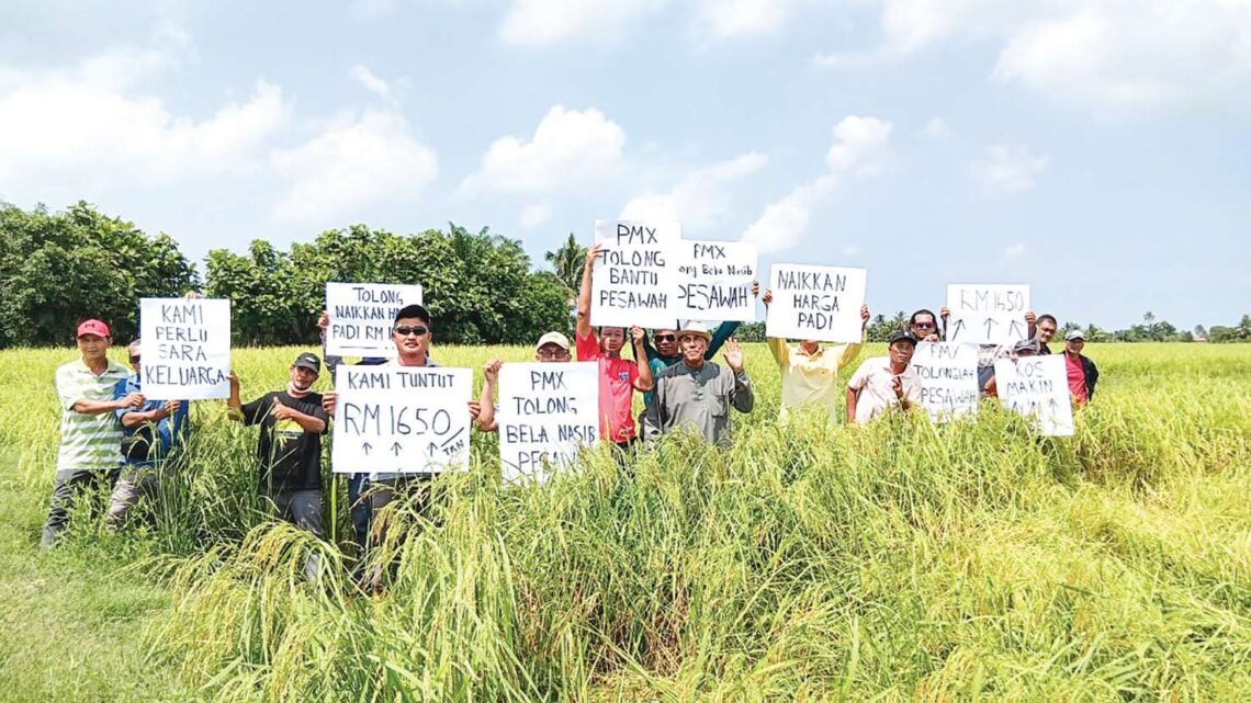 Dulu harga padi RM1,700, kini jatuh RM1,280 per tan - Kosmo Digital