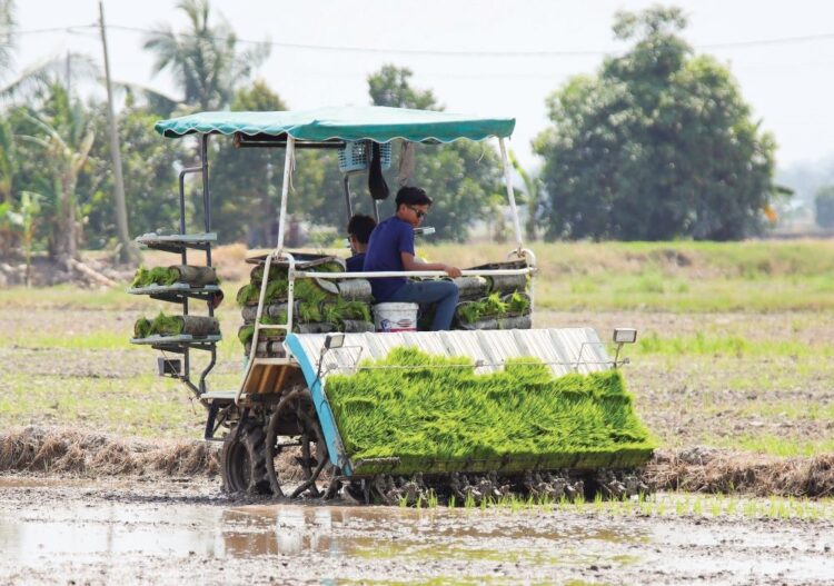 Bekalan lambat, pesawah beli benih padi sendiri - Kosmo Digital
