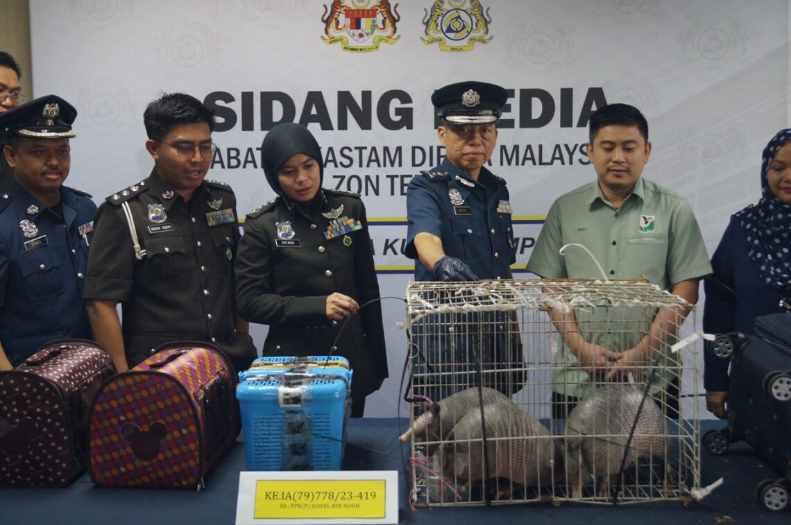 Tiga tenggiling Armadillo diseludup dalam bagasi - Kosmo Digital