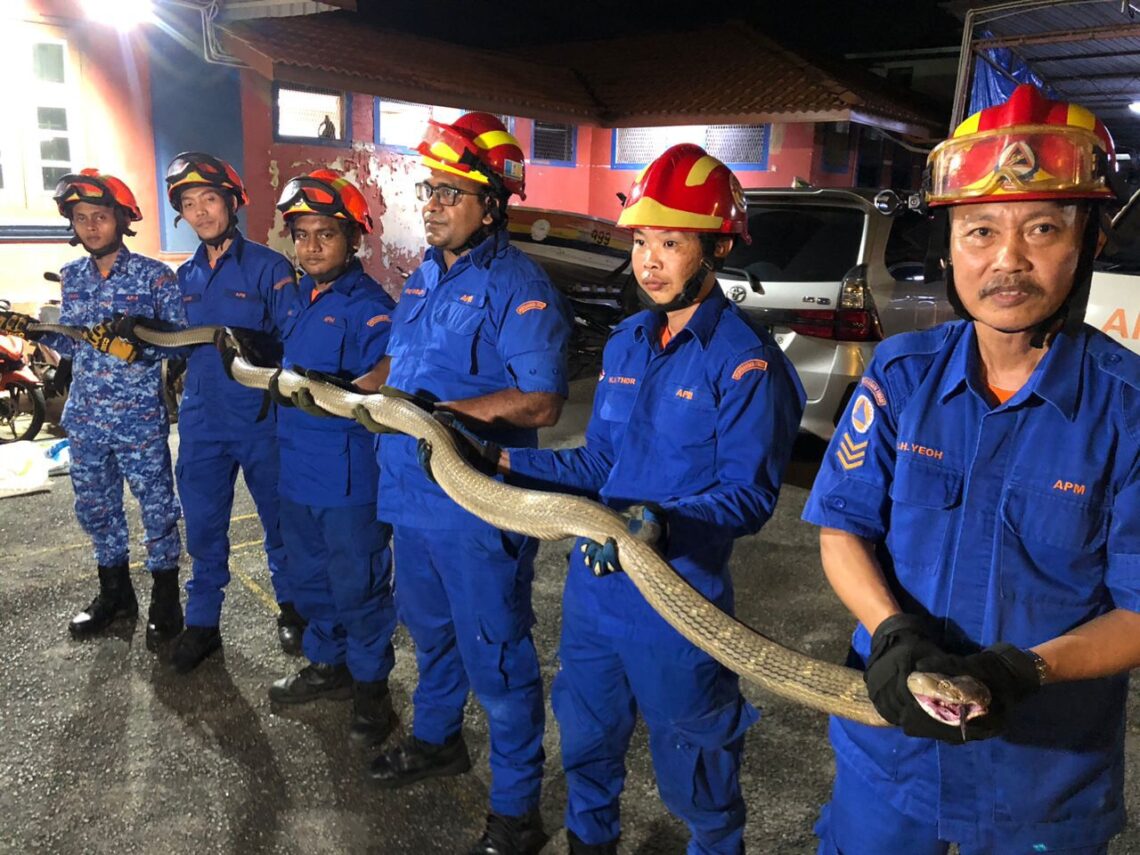 Ular tedung selar 4.5 meter bawah meja - Kosmo Digital