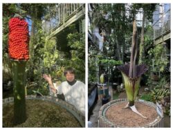 Bunga mayat akhirnya berbuah - Kosmo Digital