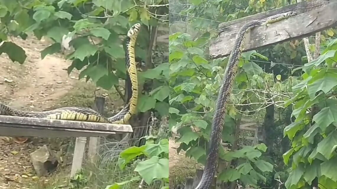 [VIDEO] Ular tedung 'berdiri' naik atas bumbung - Kosmo Digital