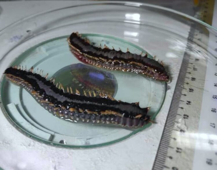 Waspada kemunculan ulat bulu laut di pantai Terengganu - Kosmo Digital