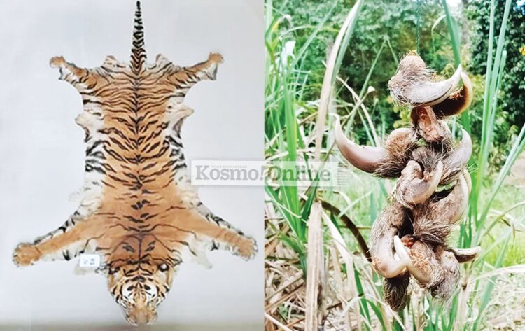 Simpan taring harimau untuk kebal, azimat cinta - Kosmo Digital