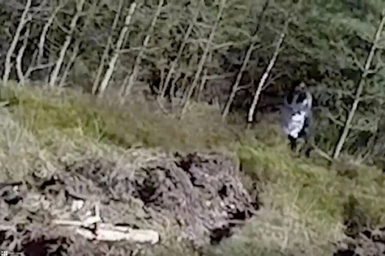 Hantu mata hitam di hutan puaka