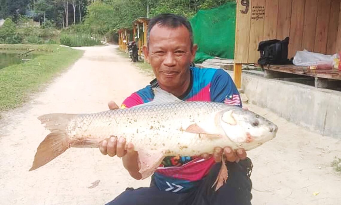 Tukun Perak banyak ikan saiz mega - Kosmo Digital