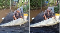 Ikan tapah Kampung Pasir ‘besar bas’ - Kosmo Digital