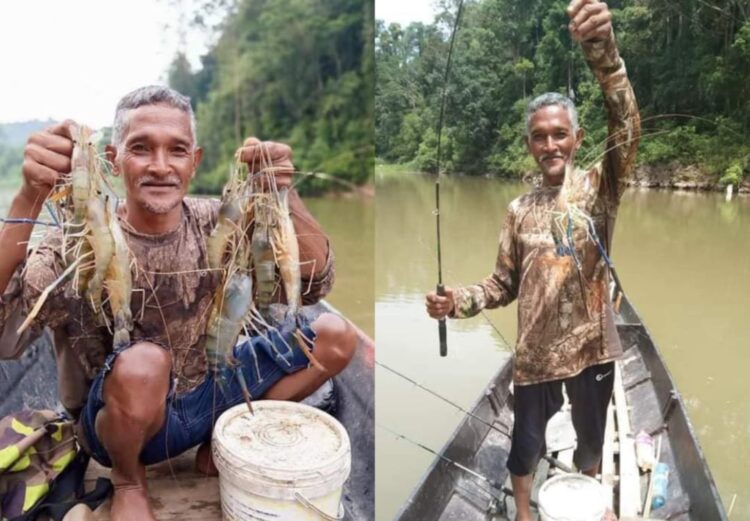 Udang galah ‘cepat lapar’ musim kemarau - Kosmo Digital