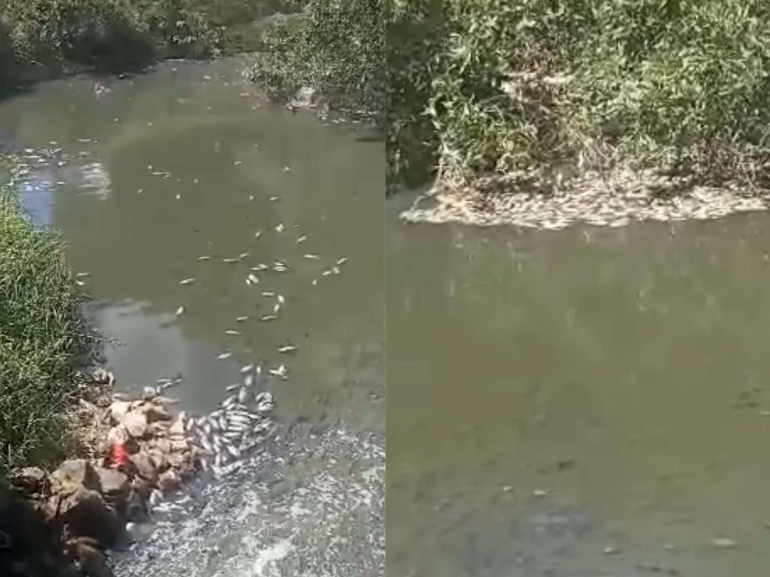 Pencemaran Tasik Taman Matahari bukan disebabkan air loji kumbahan - Kosmo Digital