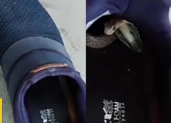 Terkejut ular tedung tegak kepala dalam kasut - Kosmo Digital