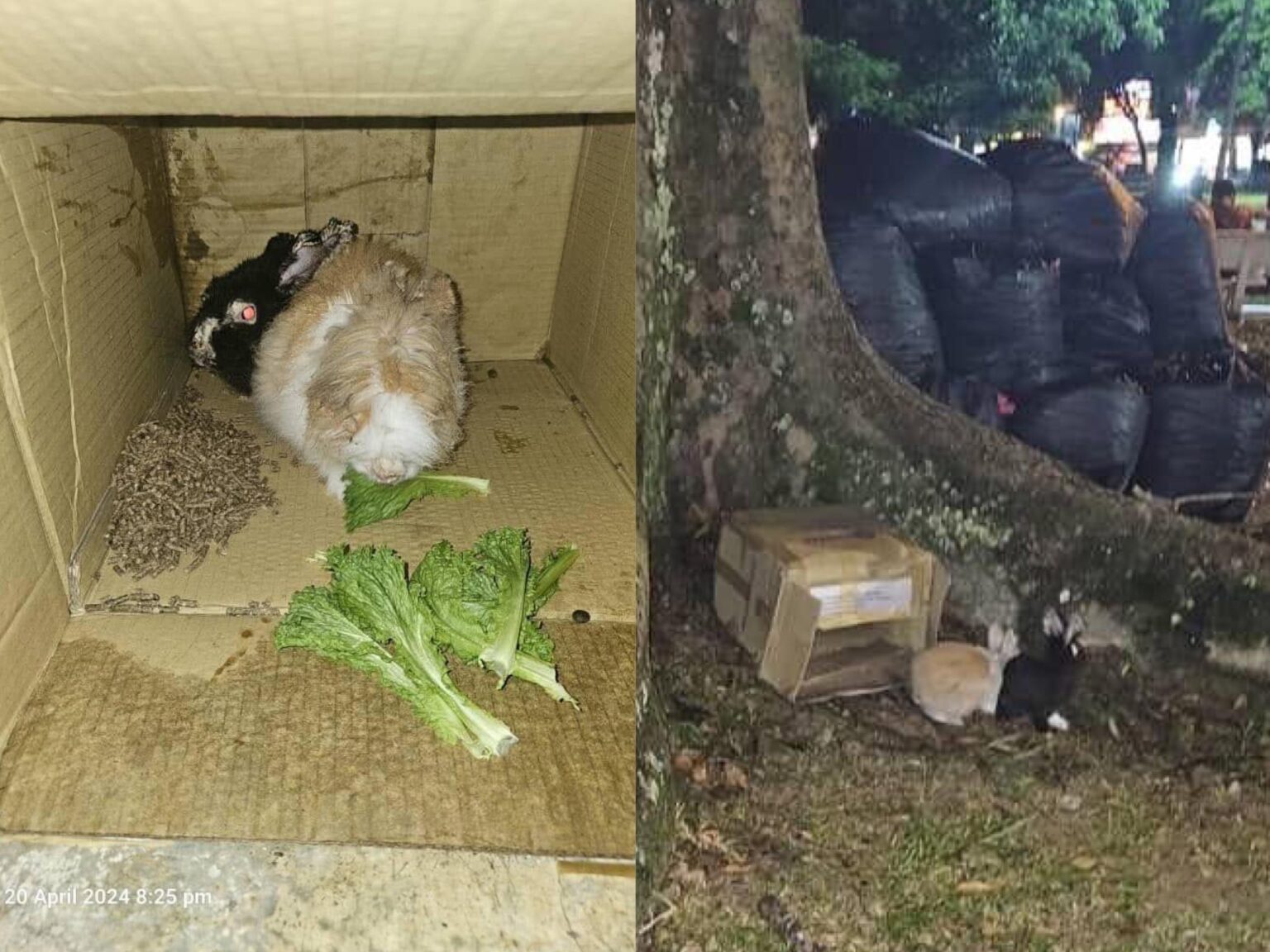 ‘Dulu buang kucing, sekarang arnab dan landak pula’ - Kosmo Digital