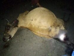 Lembu betina bunting mati didakwa dibaham harimau - Kosmo Digital