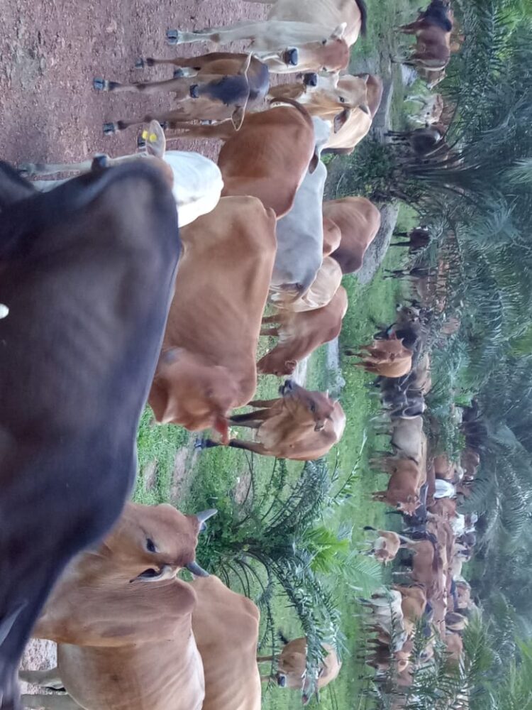 Sering dicuri, penternak jual semua 500 ekor lembu - Kosmo Digital