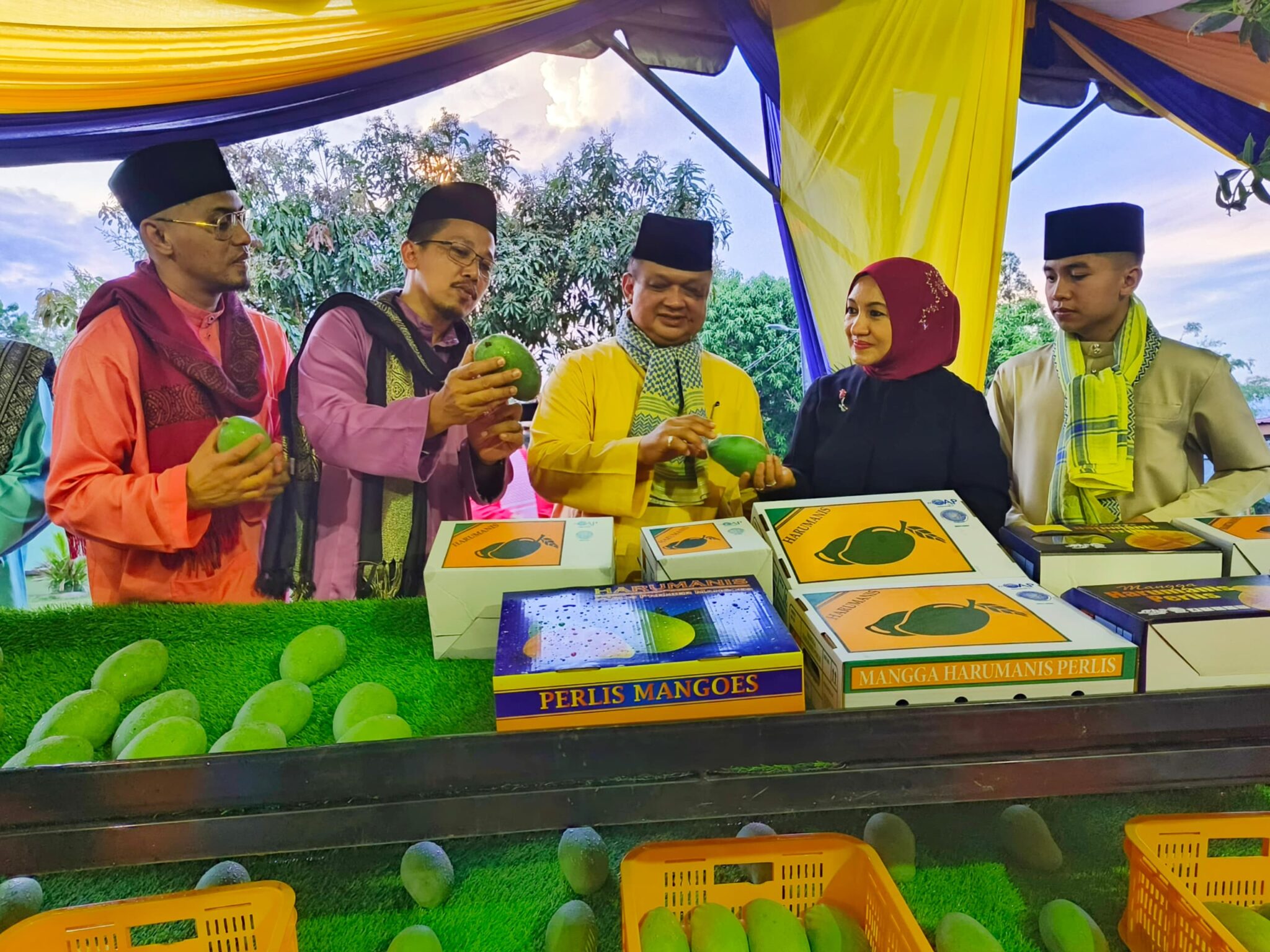 Harumanis dijual RM40 sekilogram munasabah - Kosmo Digital