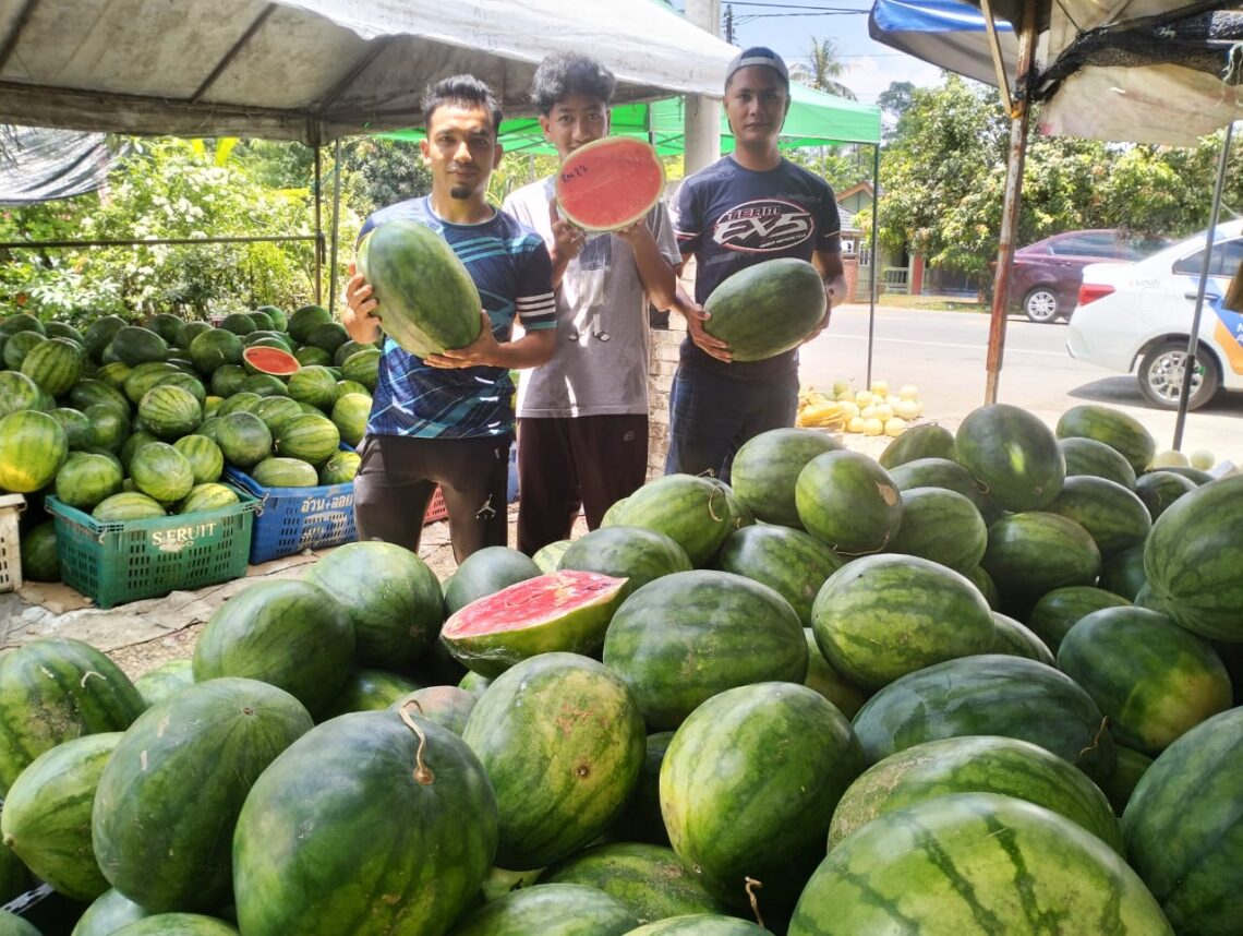 Tembikai ‘jumbo’ harga RM25 sebiji - Kosmo Digital