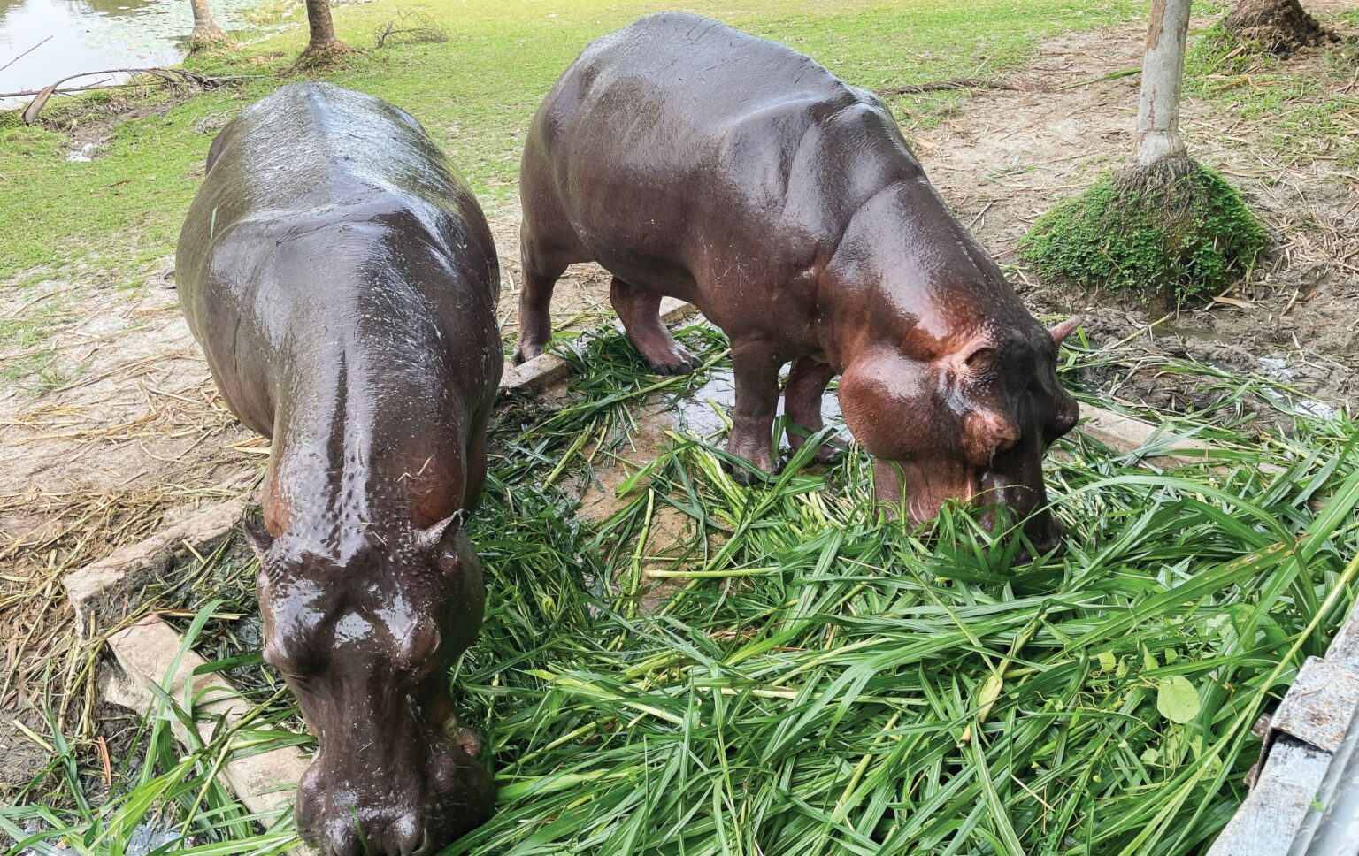 Badak air tarikan safari Kuala Langat - Kosmo Digital