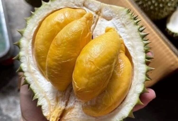 Durian mini murah, laku keras - Kosmo Digital