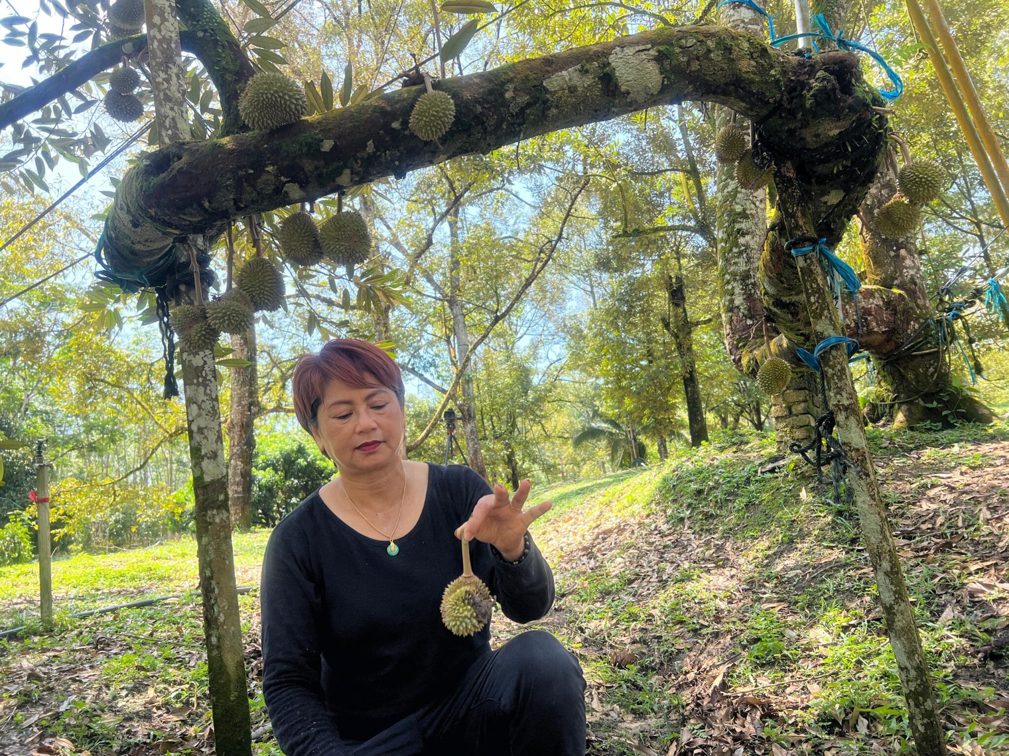 Musang king bertambah mahal tahun ini - Kosmo Digital