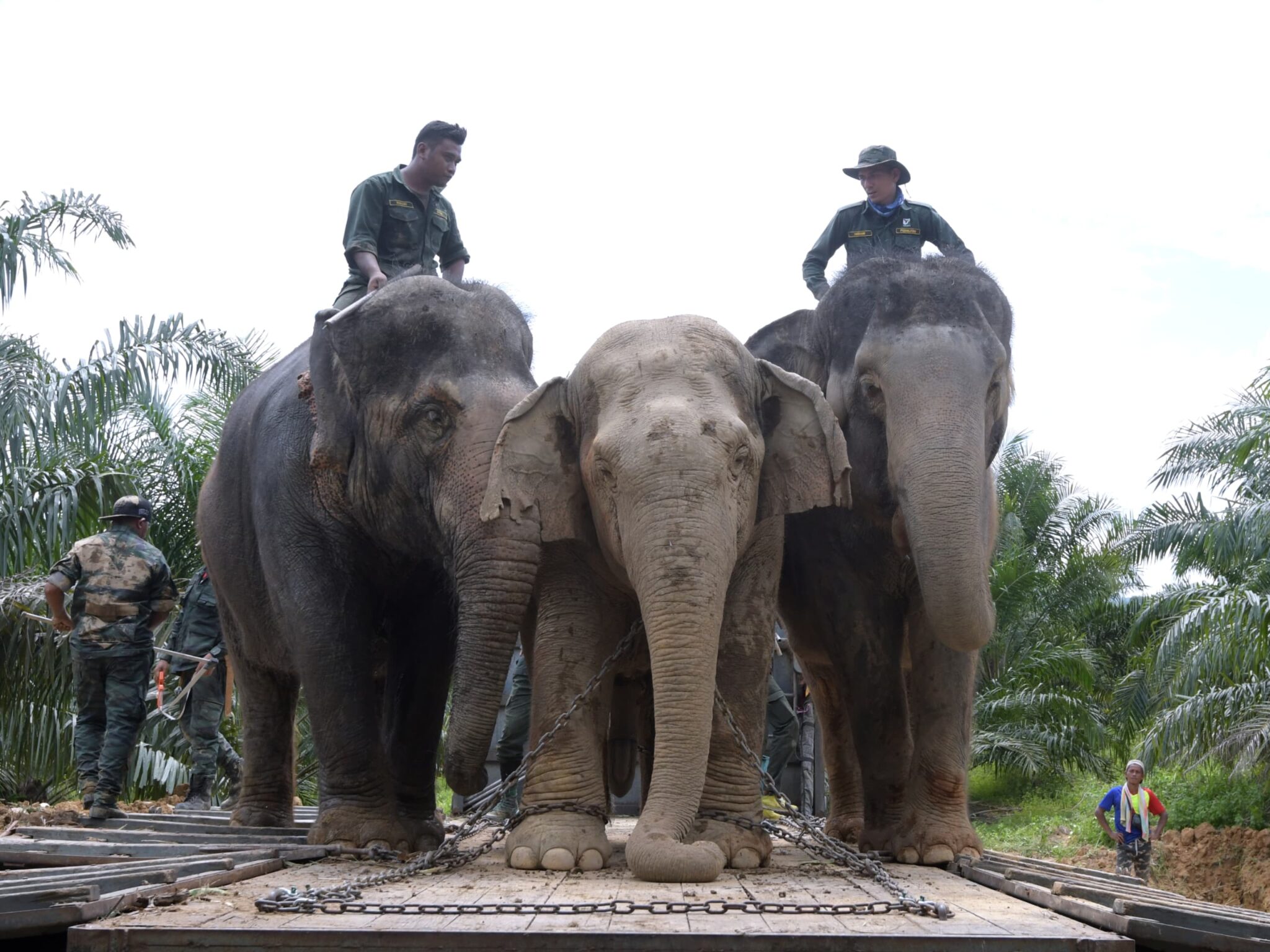 Perhilitan tangkap Yob Malam, Yop Embun ganggu tanaman penduduk - Kosmo ...