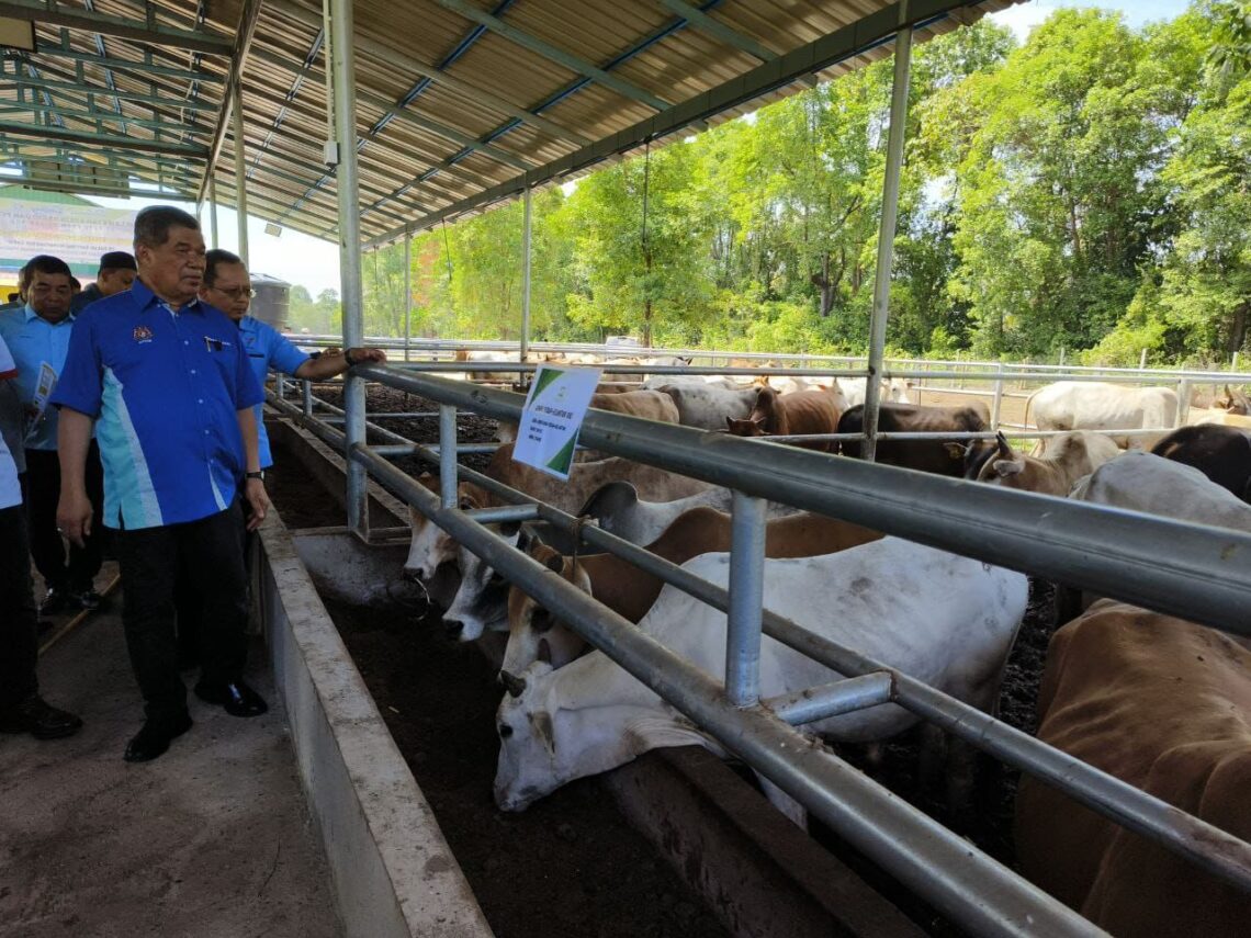 Pengeluaran daging lembu mampu cecah 100,000 tan metrik setahun pada ...