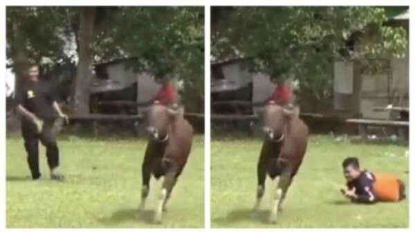 Polis jadi mangsa, diseret lembu korban - Kosmo Digital Polis jadi mangsa, diseret lembu korban - Kosmo Digital