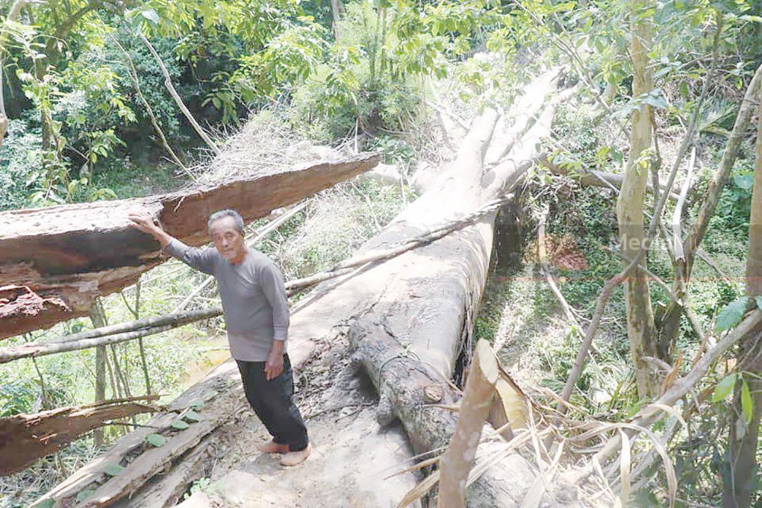 Tiada angin, tiada ribut pokok berusia 500 tahun tumbang - Kosmo Digital Tiada angin, tiada ribut pokok berusia 500 tahun tumbang - Kosmo Digital