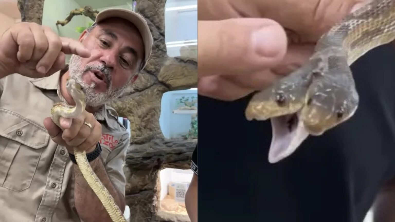 Netizen teruja lihat lelaki digigit ular berkepala dua - Kosmo Digital