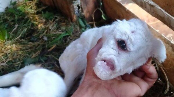 Kecoh anak kambing mata satu lahir di Cianjur - Kosmo Digital