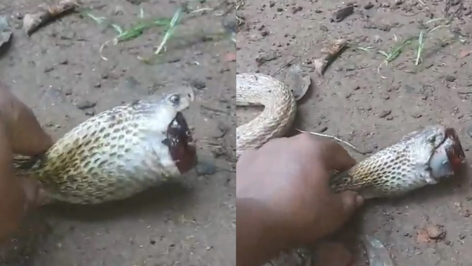 Ular tedung tercekik botol ubat batuk - Kosmo Digital