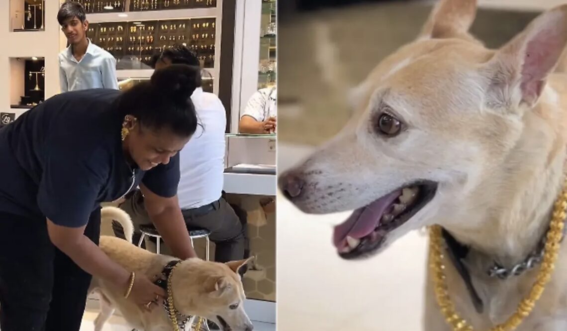 Anjing pakai rantai emas harga RM14,110 - Kosmo Digital