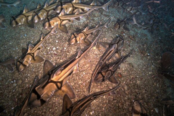 Saintis kesan ‘slumber party’ jerung betina - Kosmo Digital