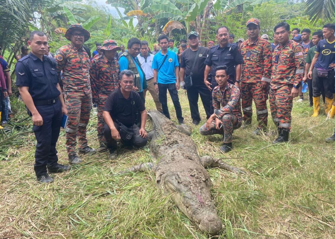 Halal Niaga - Kosmo Digital