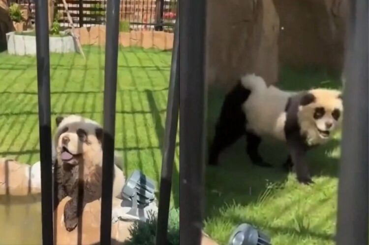 Anjing ‘menyamar’ panda di zoo China - Kosmo Digital