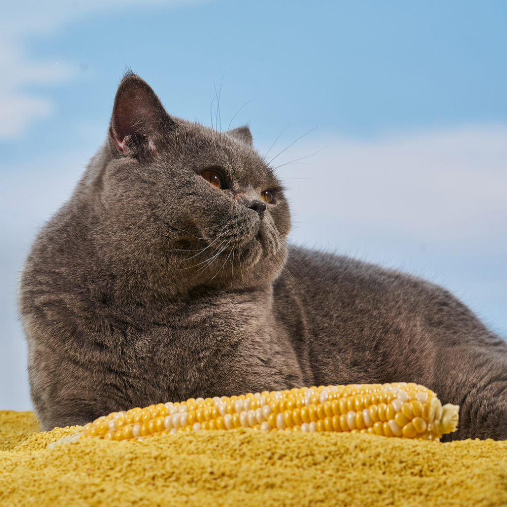 SOAR Millet Tofu Cat Litter tawar keselesaan, kekalkan kesihatan kucing ...