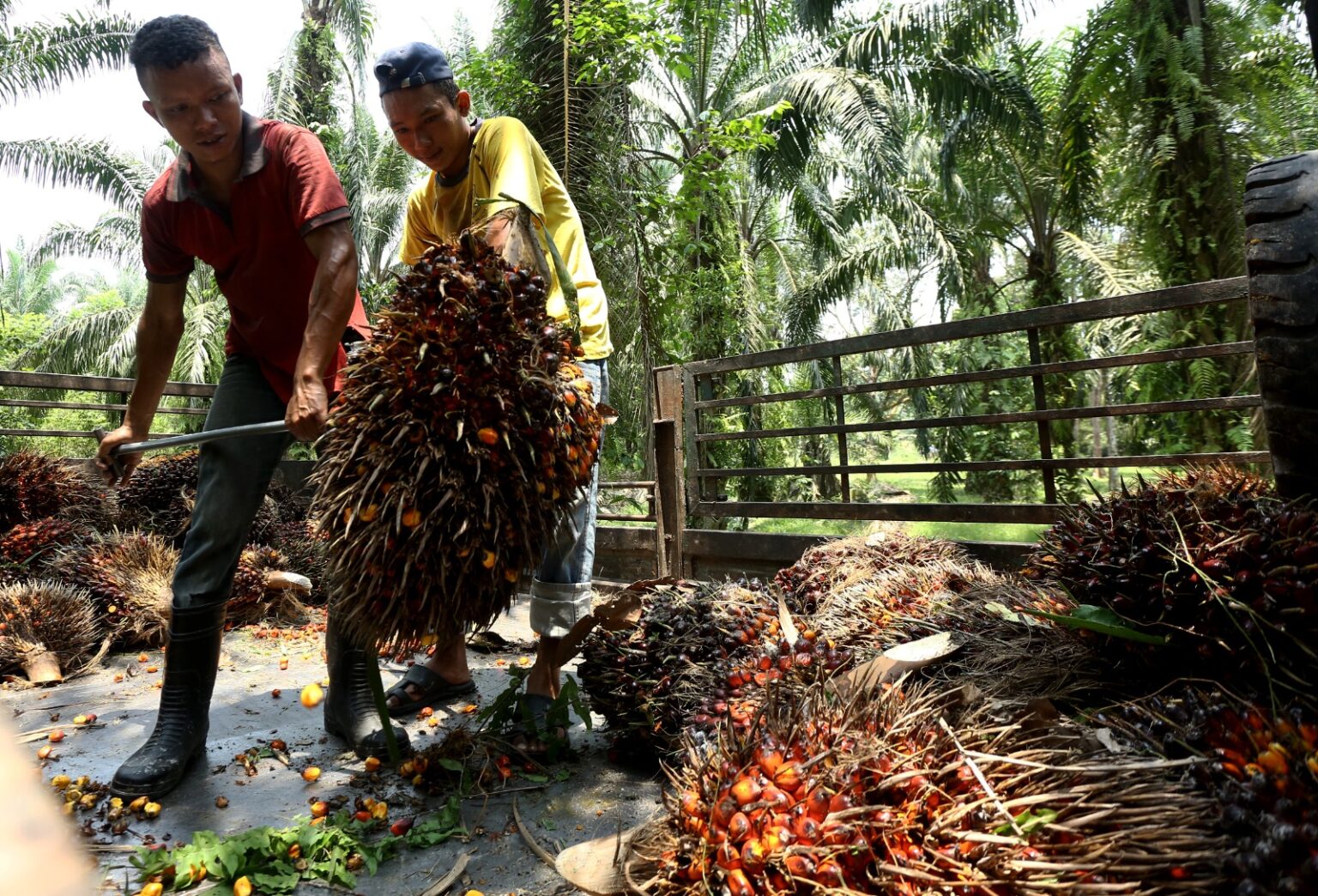 Dewan Rakyat: Industri biojisim mampu jana ekonomi RM17 bilion - Kosmo ...