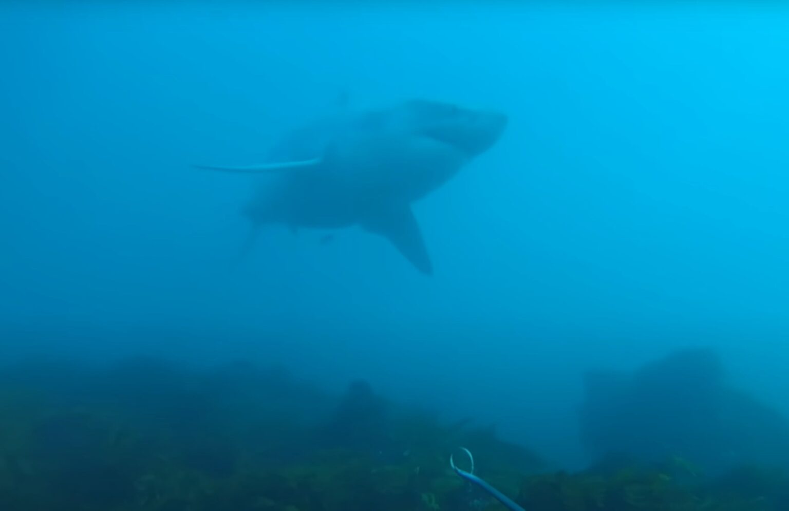 5 minit yang mencemaskan bersemuka dengan jerung - Kosmo Digital