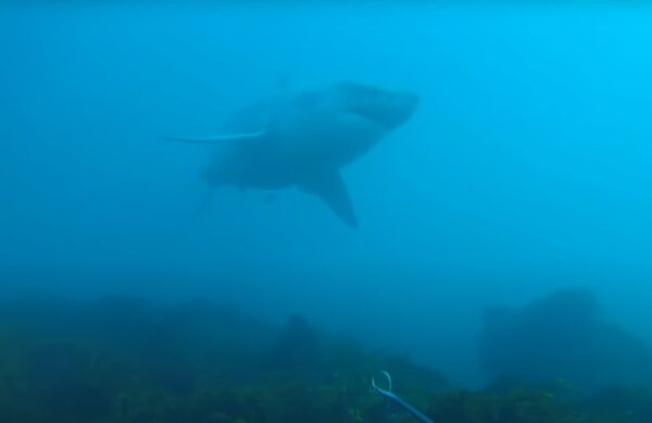 5 minit yang mencemaskan bersemuka dengan jerung - Kosmo Digital