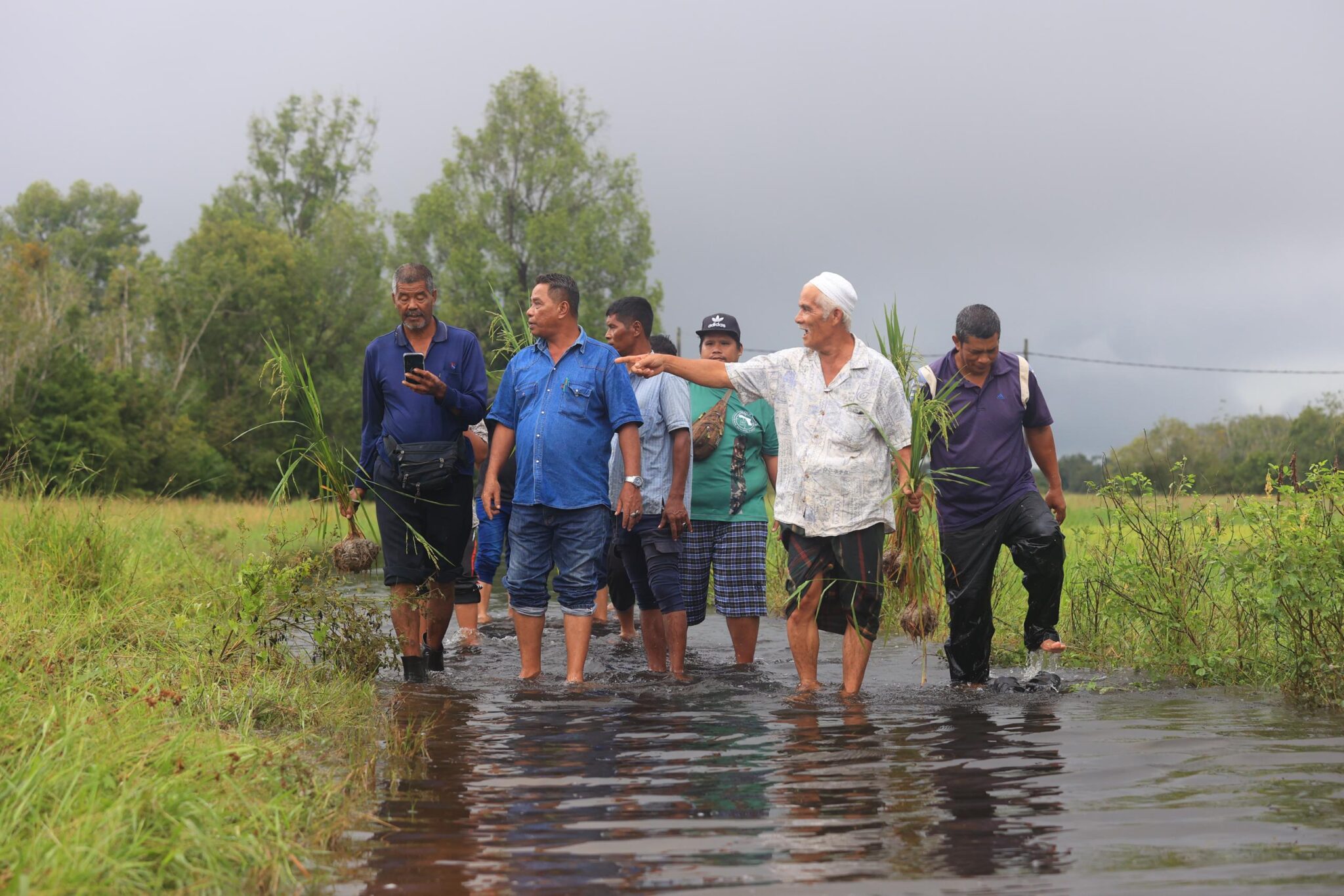 Padi tenggelam banjir, pesawah rugi RM1 juta - Kosmo Digital