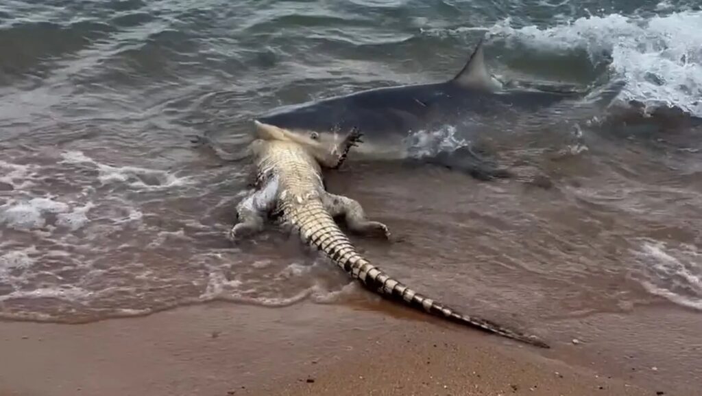 Buaya jadi lauk jerung - Kosmo Digital