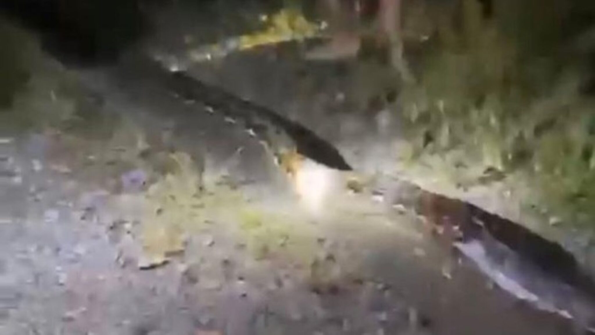 Ular sawa 7 meter belit motosikal sebelum ditetak - Kosmo Digital