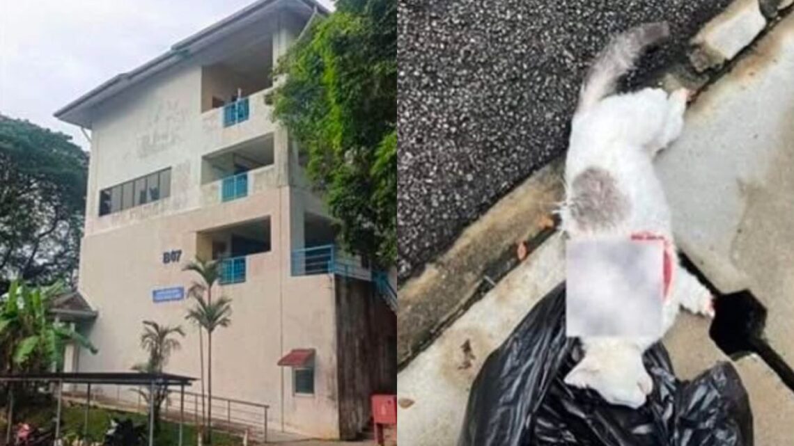 Jabatan Veterinar sahkan kucing di UM mati diserang anjing liar - Kosmo ...