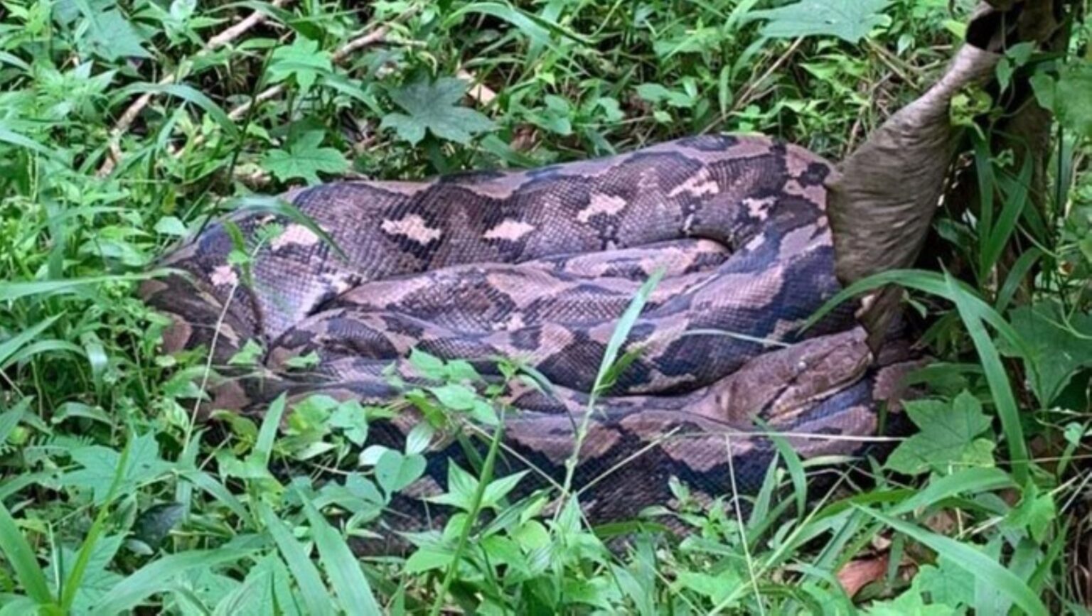 Niat cari durian terbantut selepas jumpa ular sawa melingkar - Kosmo ...