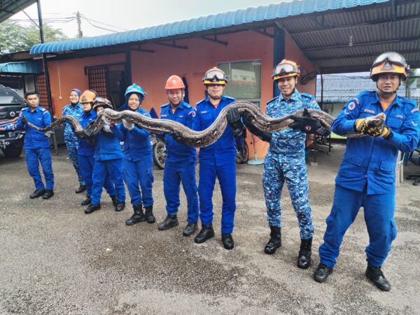 Ular sawa batik 130 kg ditangkap APM - Kosmo Digital