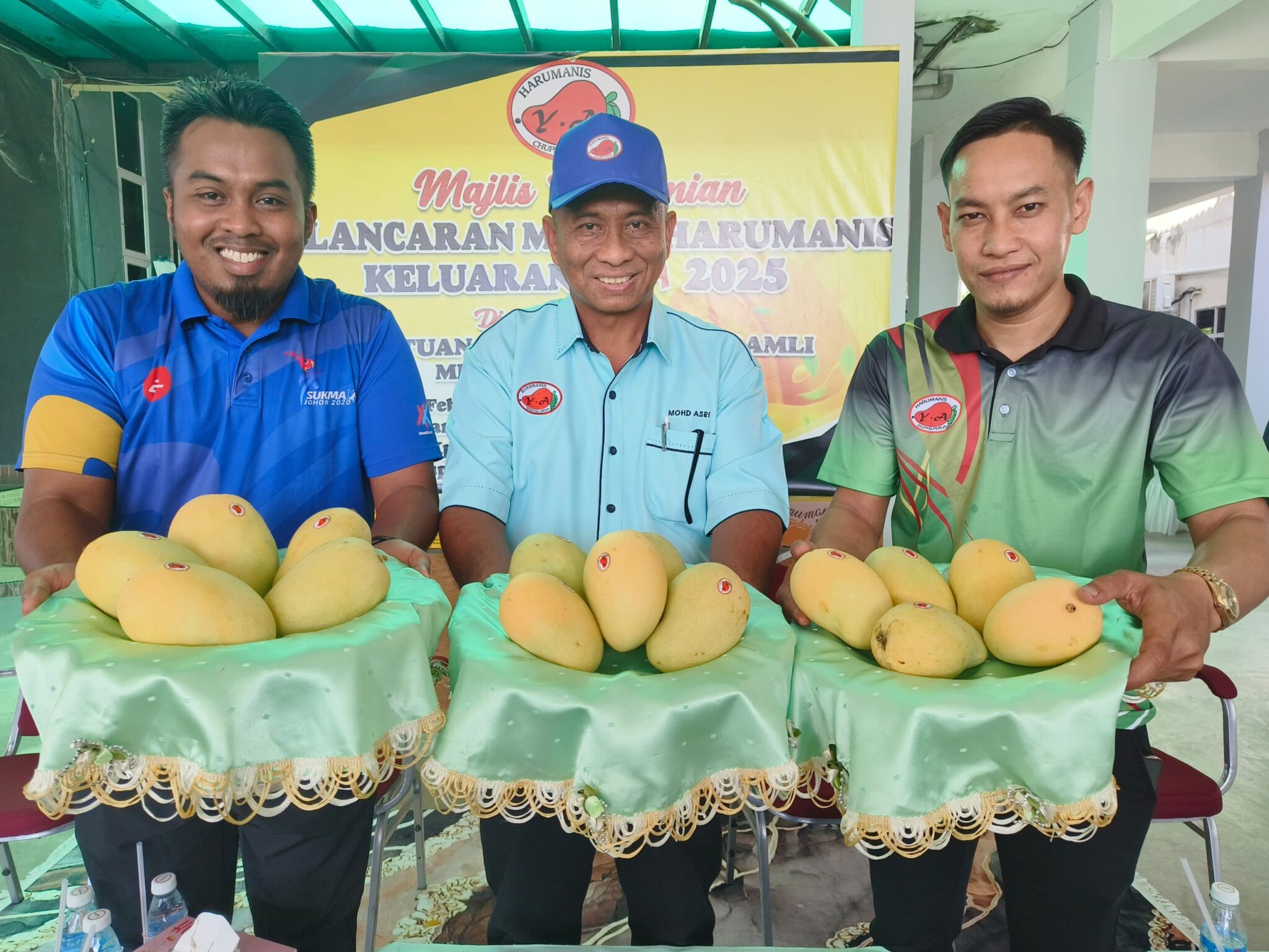 Musim harumanis di Perlis kini lebih panjang - Kosmo Digital