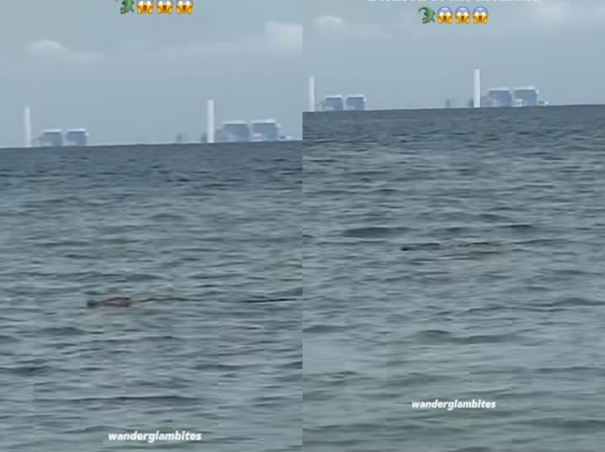 [VIDEO] Buaya muncul lagi di PD - Kosmo Digital