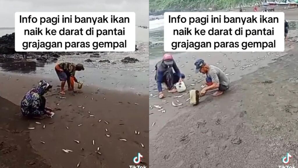 Penduduk seronok kutip ikan naik ke darat - Kosmo Digital